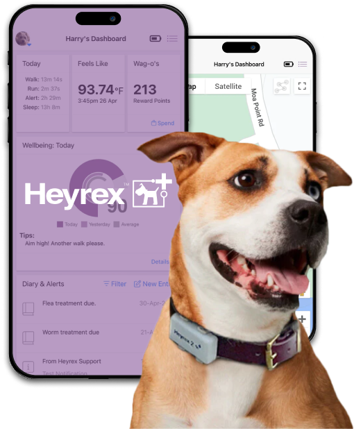 Heyrex - a great product born of New Zealand!